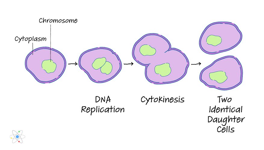 Binary Fission: Definition & Process | Sciencing Binary Fission: Definition & Process | Sciencing