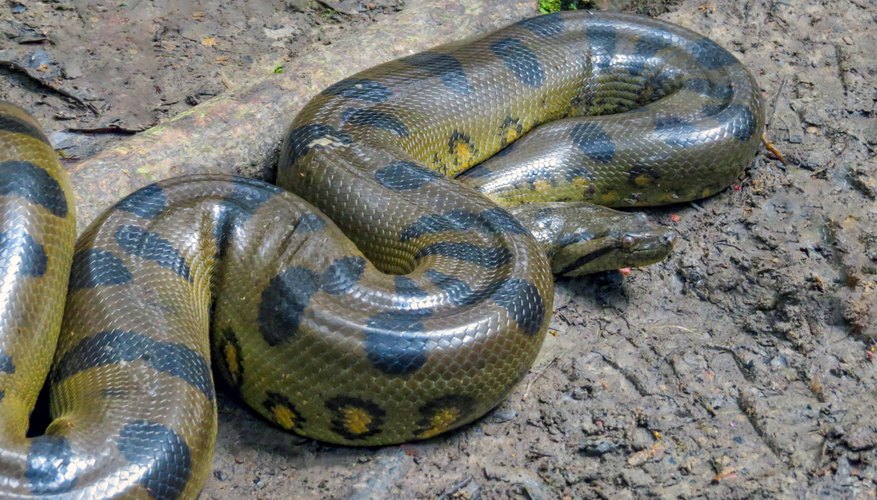 What Type Of An Ecosystem Does An Anaconda Live In Sciencing