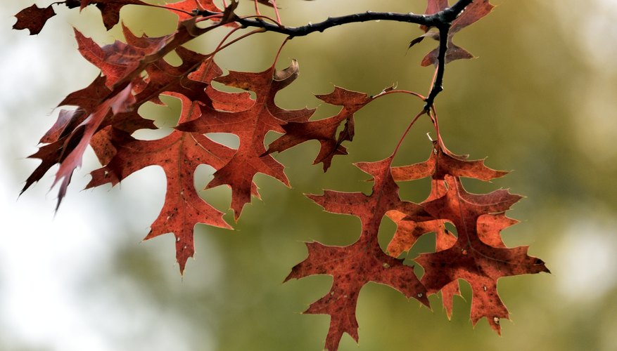 Types Of Leaf Patterns Sciencing