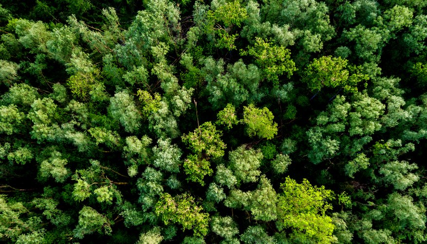 How To Calculate Tree Basal Area Sciencing