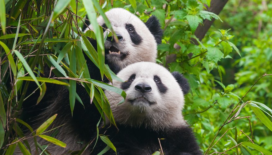 how-to-save-endangered-pandas-sciencing