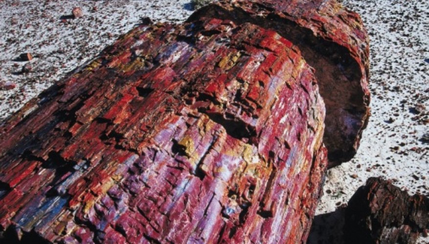 how-to-identify-types-of-petrified-wood-sciencing