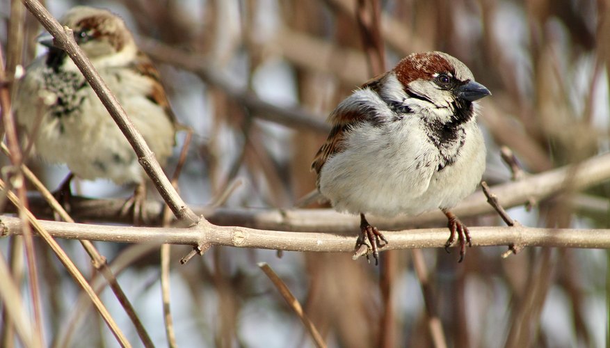 How Do Birds Find Food Sciencing