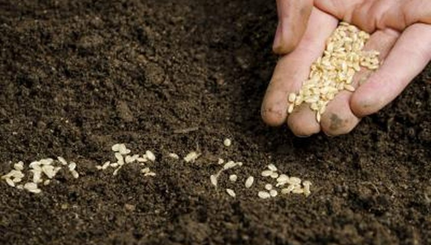 List Some Types of Bacteria Found in Soil | Sciencing