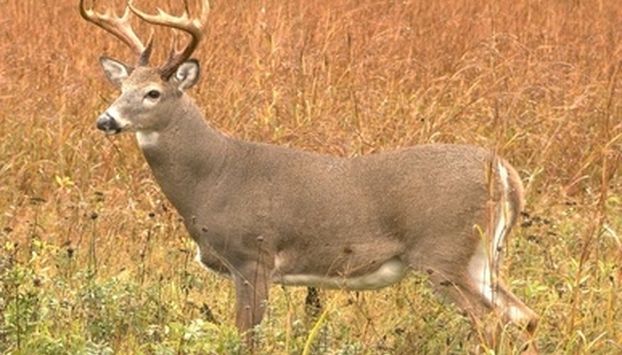How To Clean Shed Deer Antlers Gone Outdoors Your Adventure Awaits