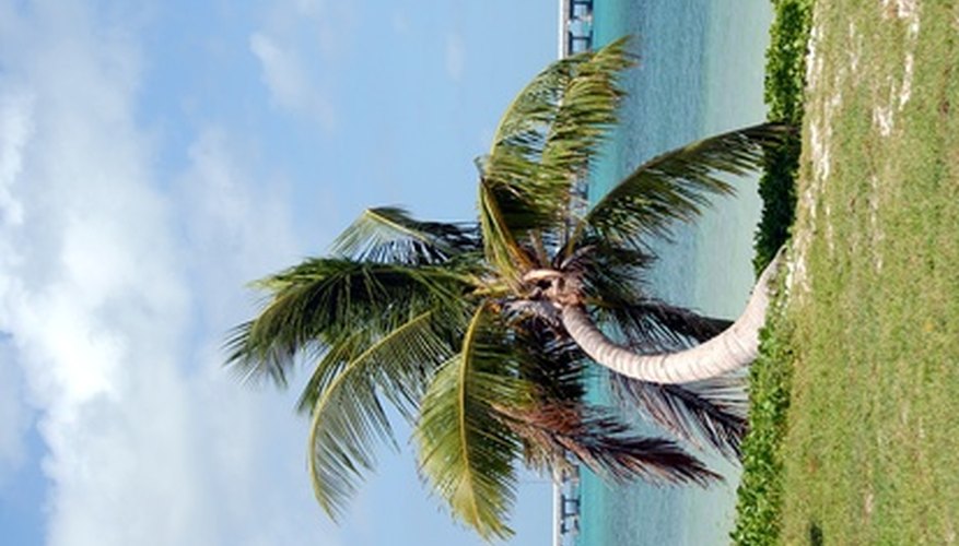 What Are Leaves On A Palm Tree Called Garden Guides
