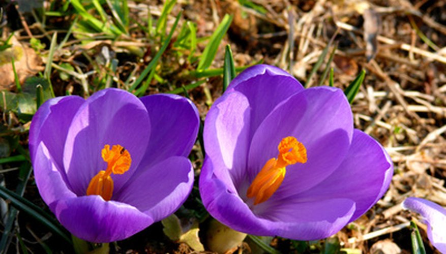 Parts Of A Complete Flower Garden Guides