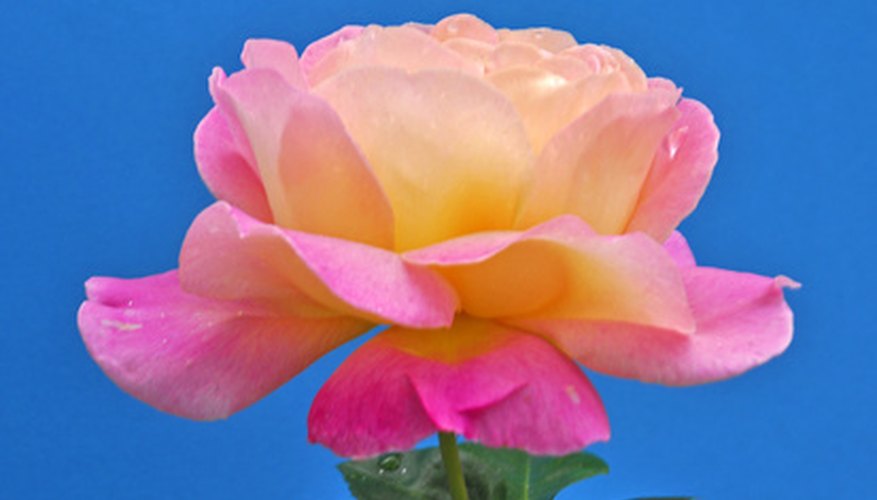 Parts Of The Rose Flower Garden Guides