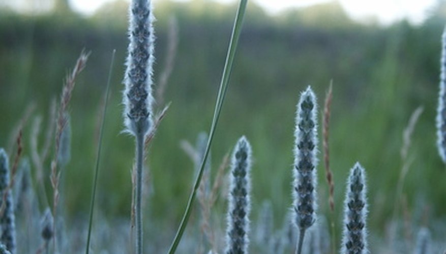Types Of Grass In The Prairie Garden Guides