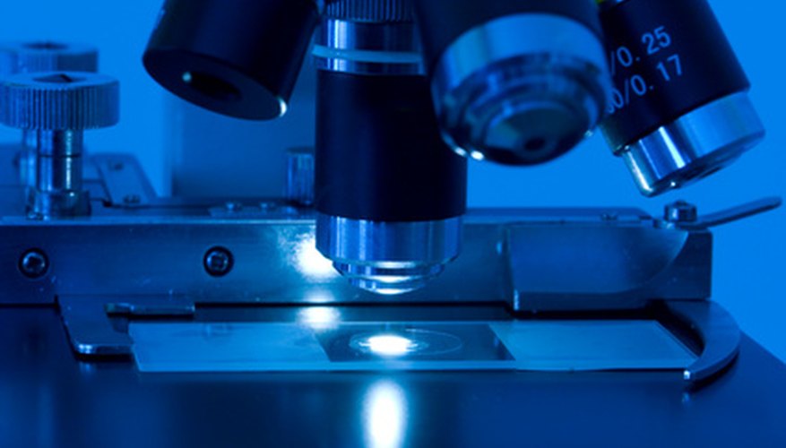 How To Determine Magnification Of A Microscope Sciencing