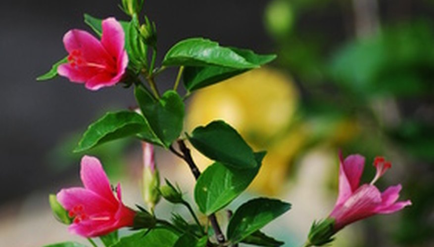 Parts Of The Gumamela Flower Garden Guides