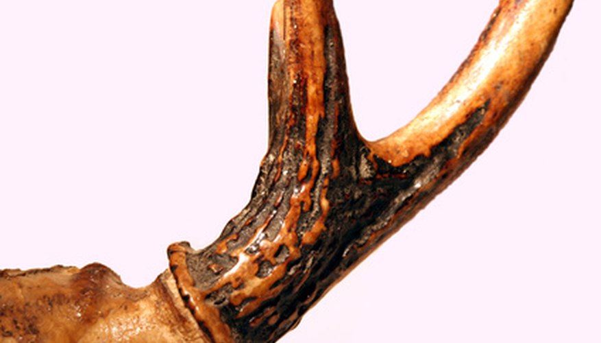  How To Preserve Deer Antlers Skull Caps Gone Outdoors Your 