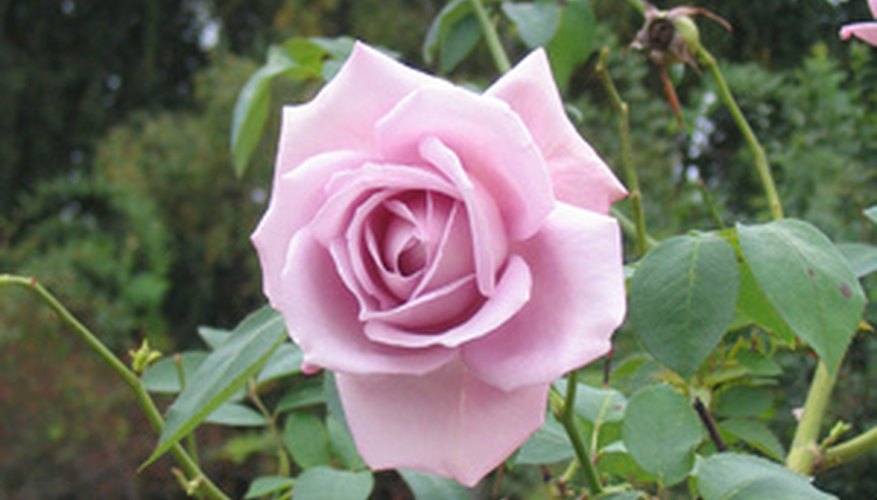 Anatomy Of A Rose Plant Garden Guides