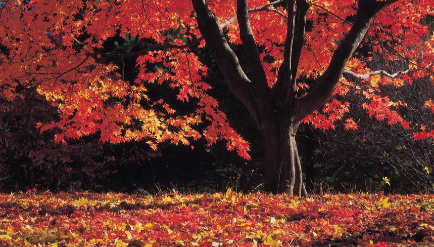  Red Maple Tree Facts Sciencing