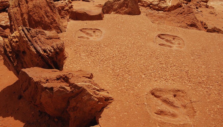 What Is An Imprint Fossil Sciencing
