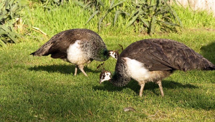 Life Cycle Of A Peacock Sciencing