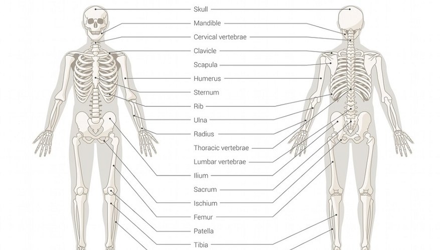 What Makes A Skeleton Move Sciencing
