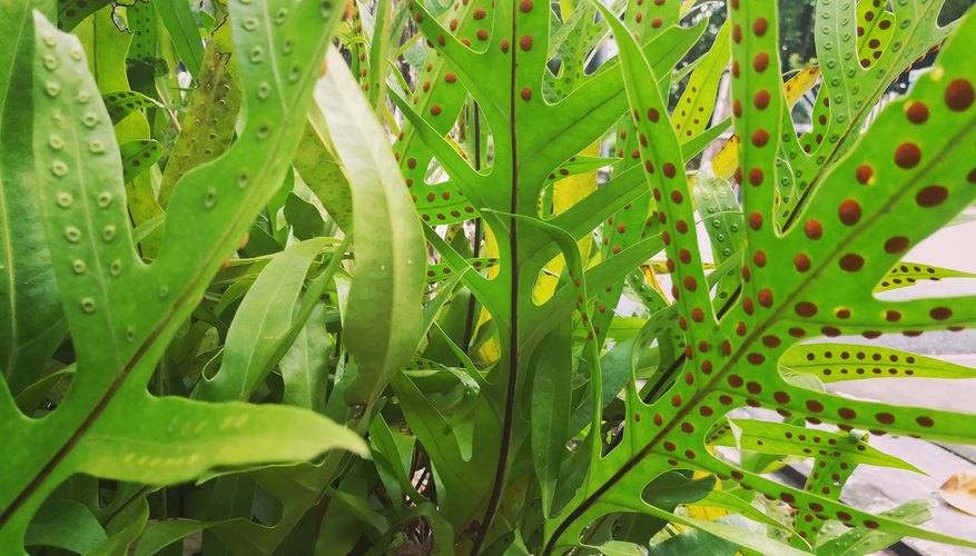 How Do Plants With Spores Reproduce Sciencing