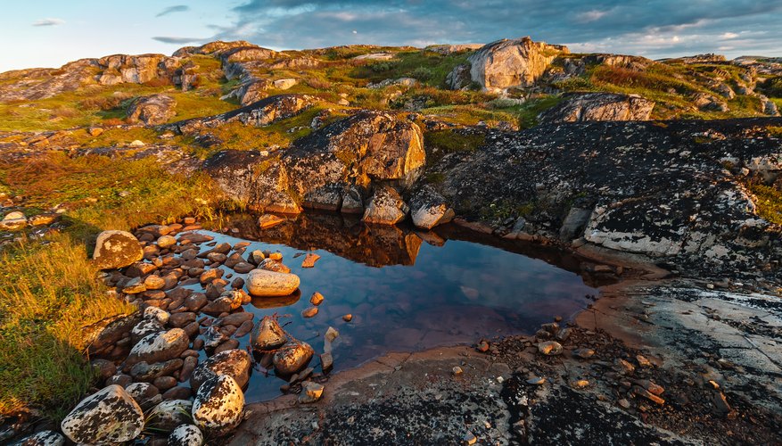 Plant Adaptations In The Tundra Sciencing