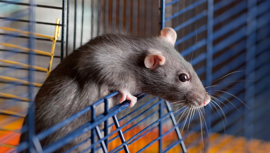 The Difference Between Pet Rats & Wild Rats | Sciencing The Difference Between Pet Rats & Wild Rats | Sciencing