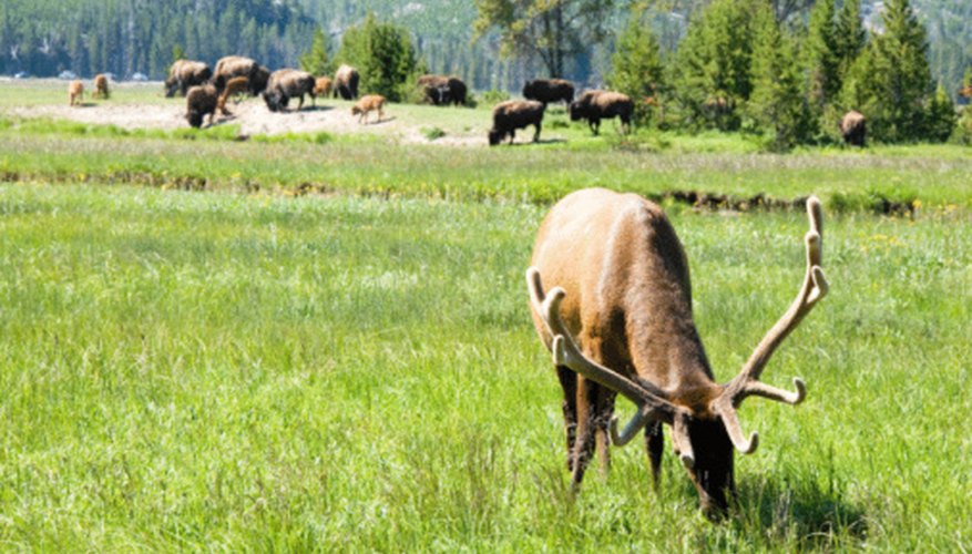 Abiotic Characteristics for Temperate Grasslands | Sciencing Abiotic Characteristics for Temperate Grasslands | Sciencing