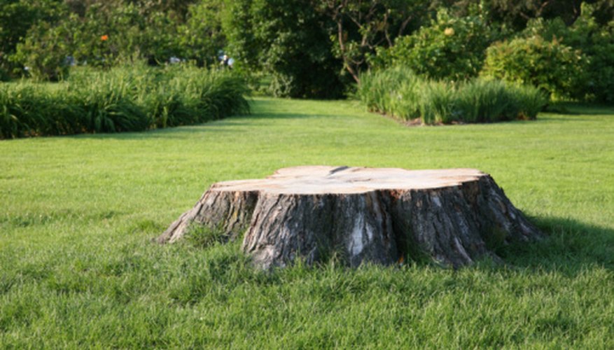 Ideas For A Garden With A Tree Stump In The Ground Garden Guides