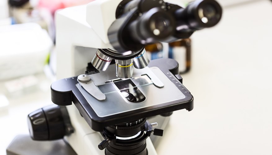 how-to-determine-magnification-of-a-microscope-sciencing