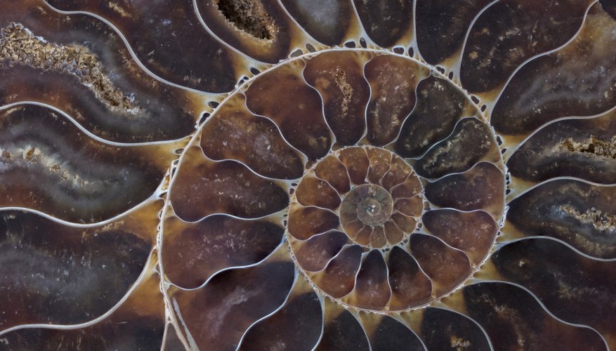 Types Of Number Patterns In Math Sciencing