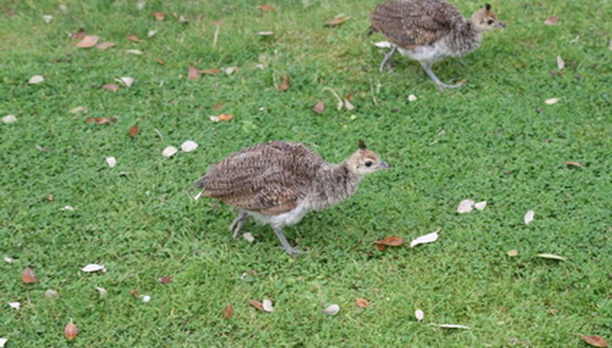 Types Of Peacocks Sciencing