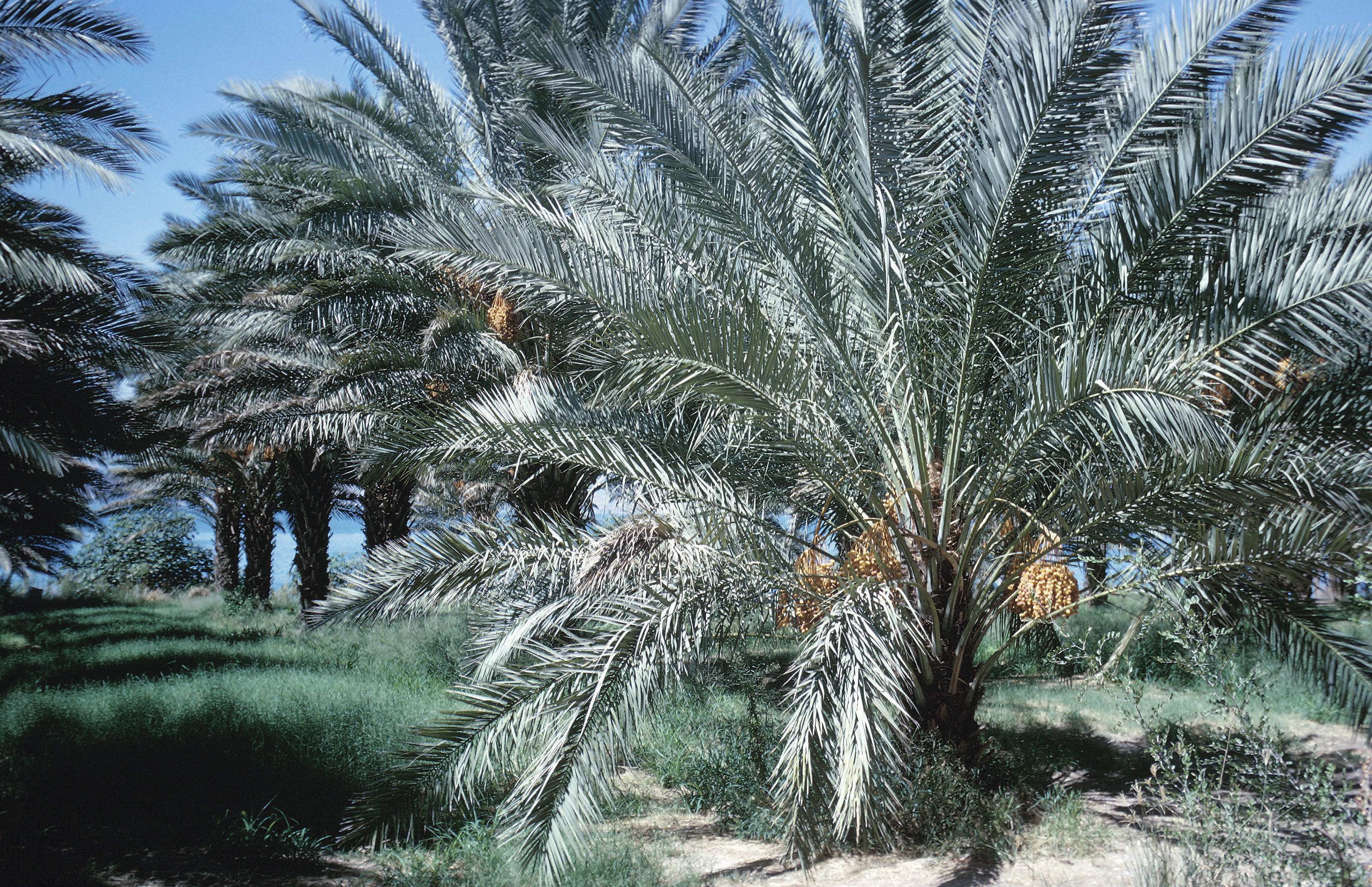 How To Cut Fronds Or Frond Stubs From A Date Palm Tree EHow