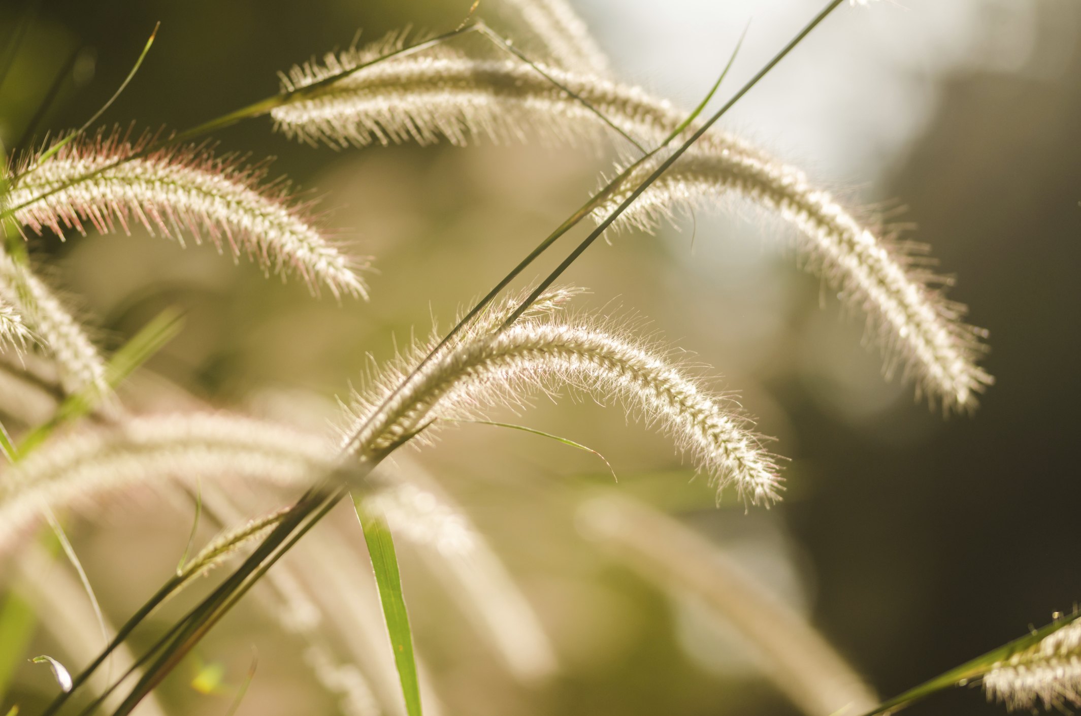 How To Identify Foxtail Grass Ehow