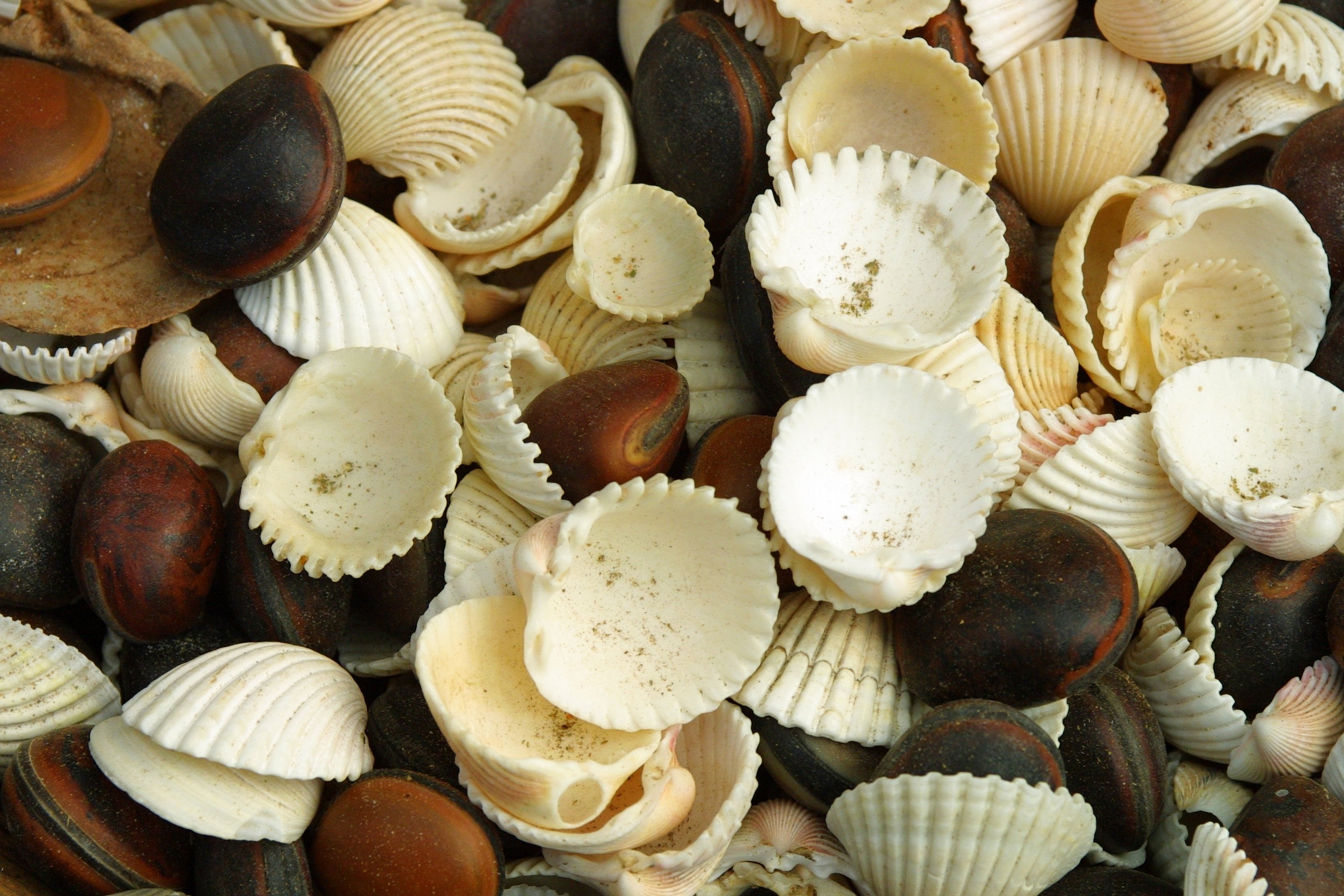 How to Adhere Seashells to Glass | eHow How to Adhere Seashells to Glass | eHow